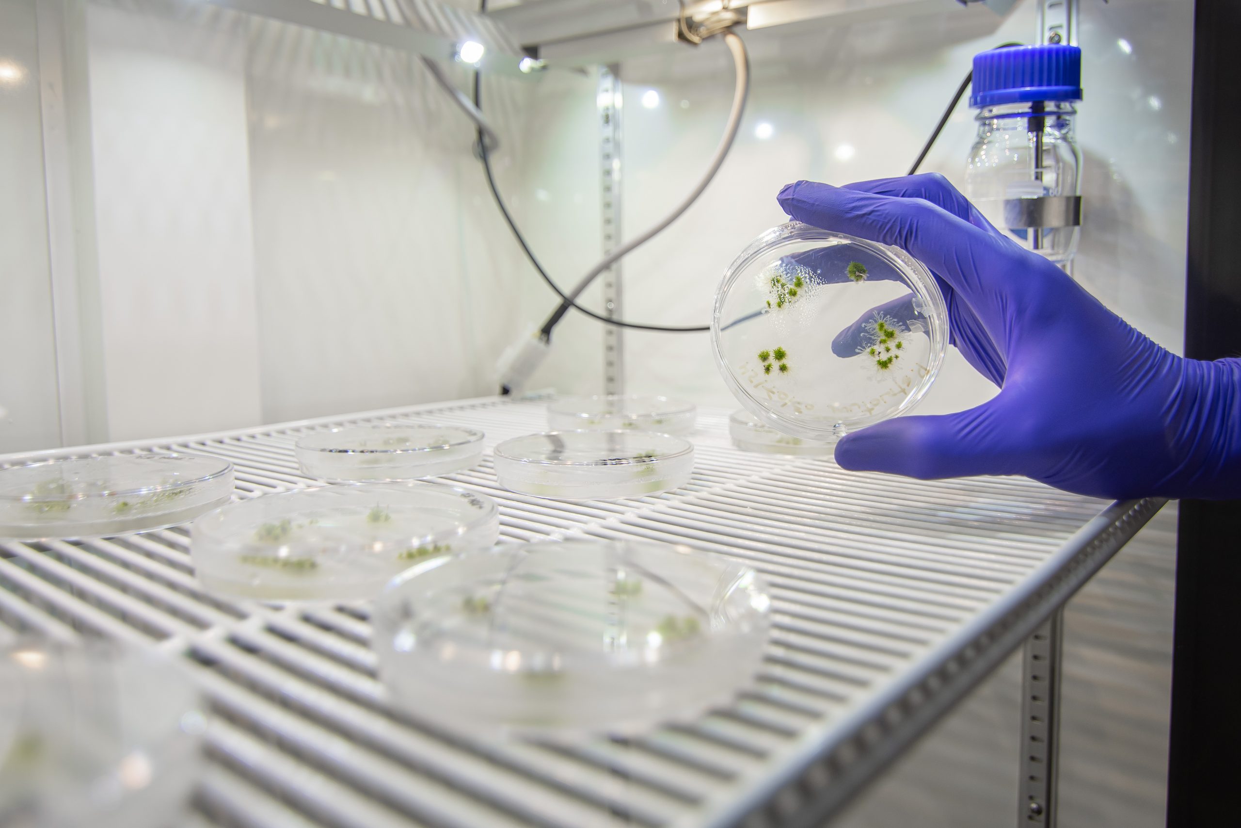 Laboratorio de Multiómica Vegetal y Bioinformática - VRIIC